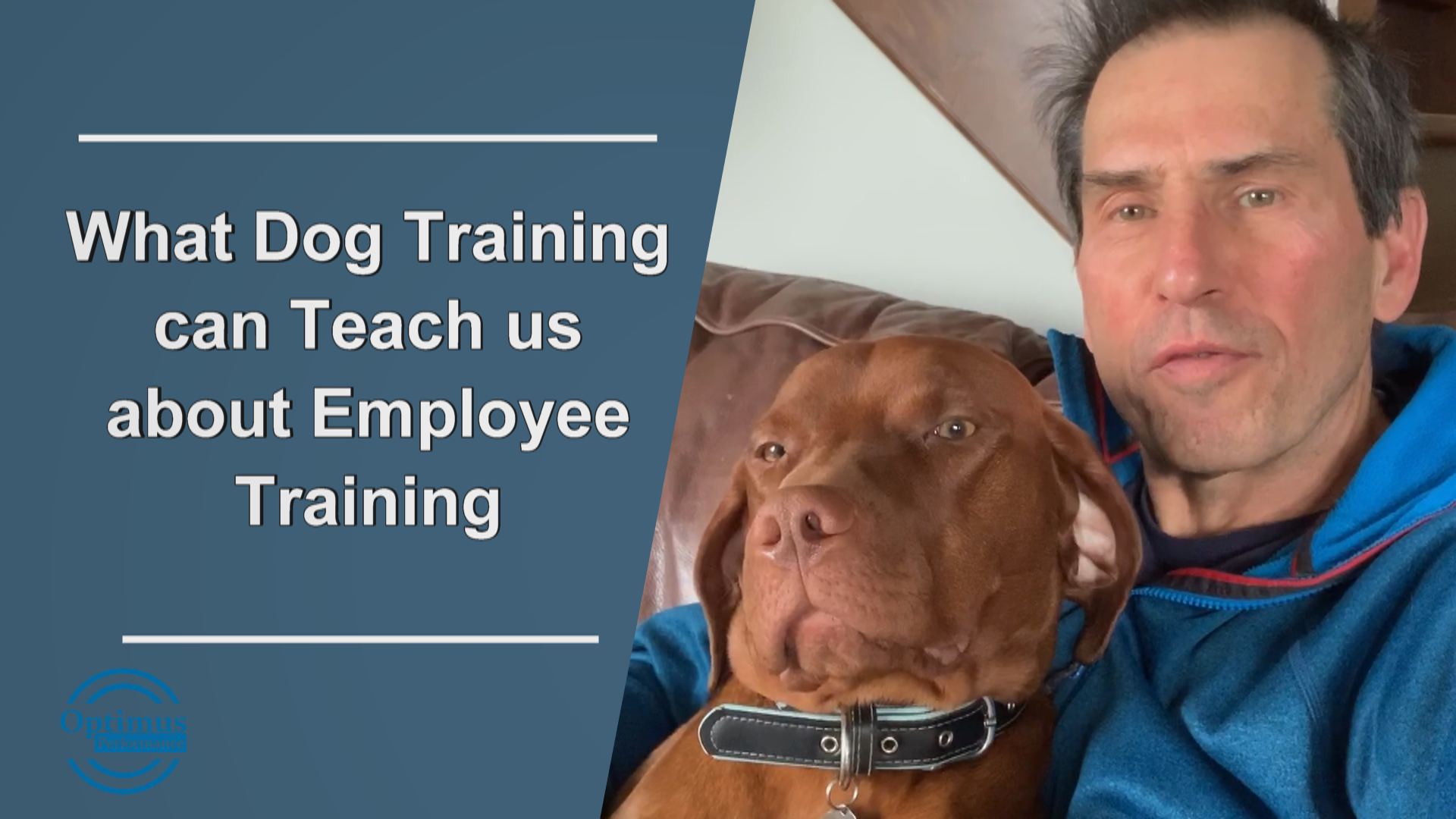 What Can We Learn About Employee Training from A Dog? - Optimus Performance